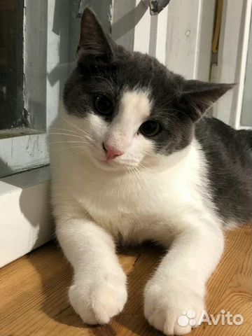 Котенок Дымок