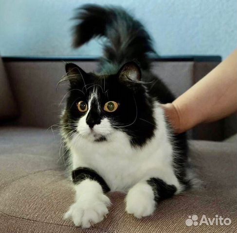 Тоша-сочная и очееень красивая кошечка ищет дом