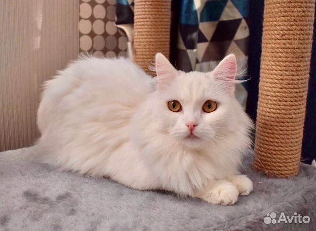 Эмми-роскошная кошечка с апельсиновыми глазками хо