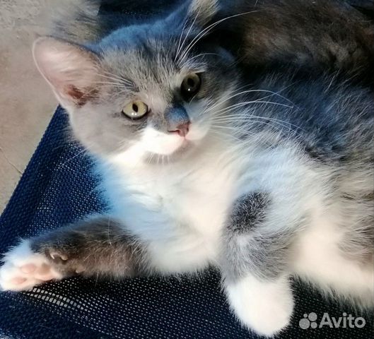 Котенок шотландский (метис)