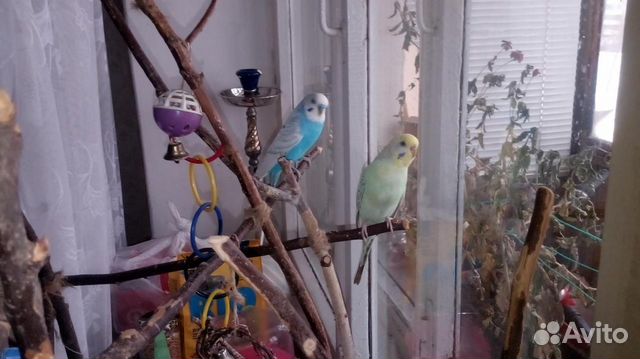 Пара волнистых попугаев