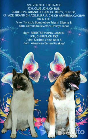 Щенки американская акита