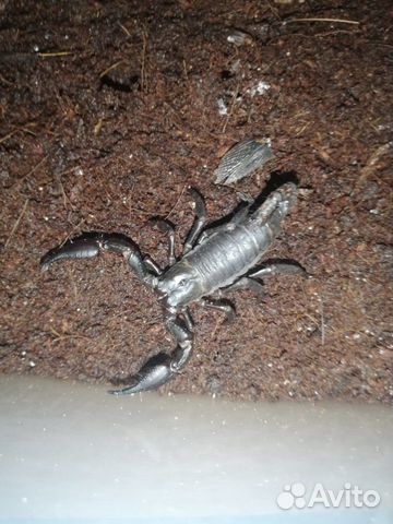 Скорпионheterometrus petersi
