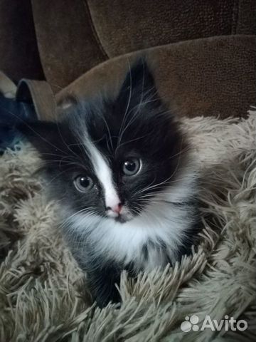 Кошечка (белая полоса на морде) и котик