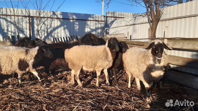 Продаются овцы/бараны