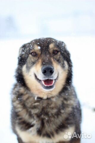 Подвижный попрыгунчик