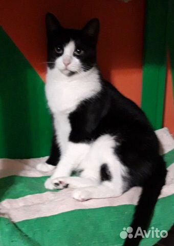 Пеппи в добрые руки