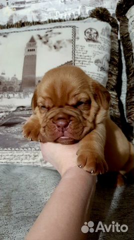 Бордосики с РКФ разного возраста