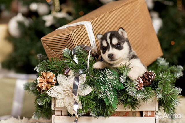 Мини хаски-помски