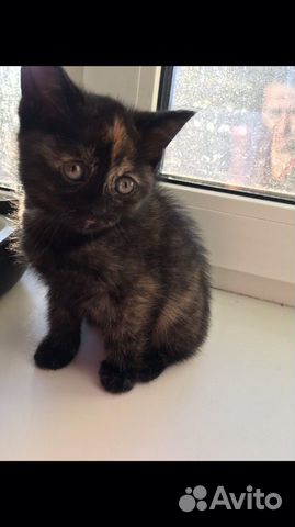 Котёнок шотландец