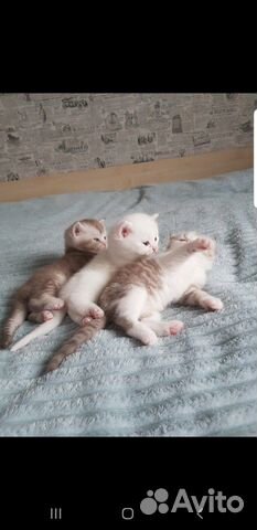 Шотландские котята