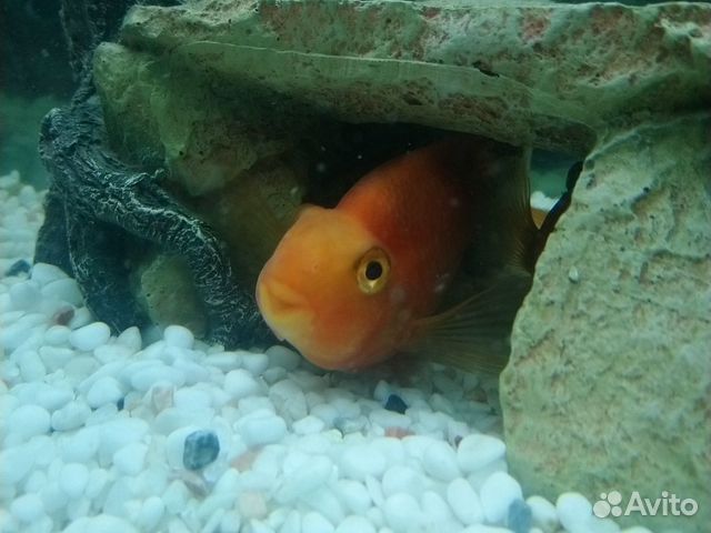 Рыба попугай сердцевидный