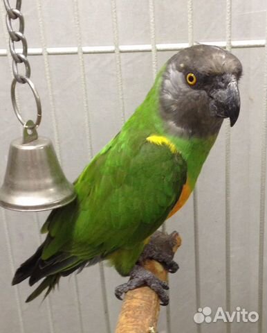 Синегальский попугай