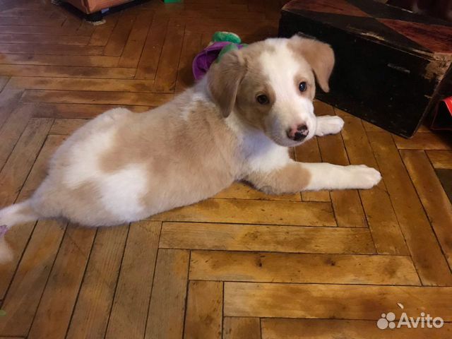 Щенки метис лабрадор