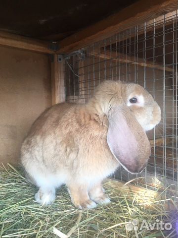 Кролик французский баран