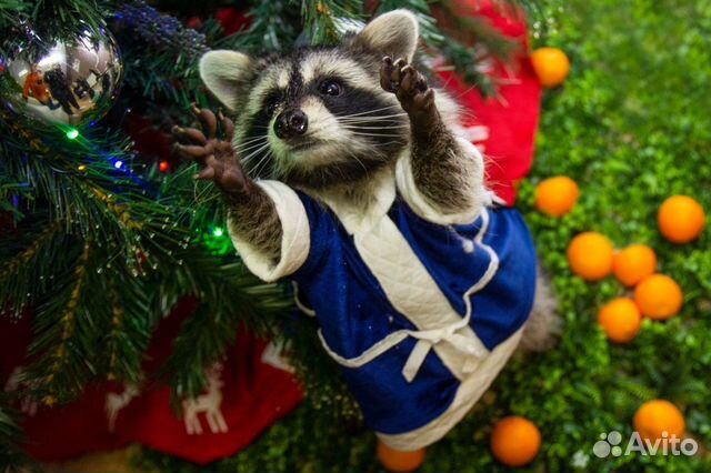 Енот-выкормыш