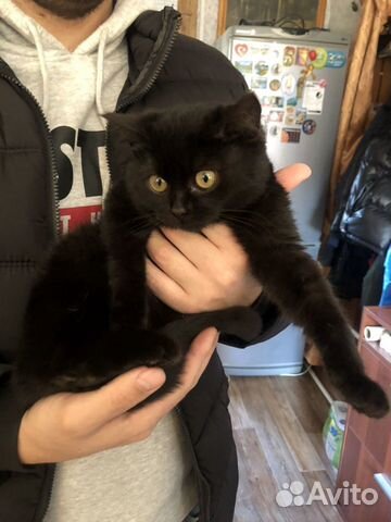 Кошка британская 7 месяцев
