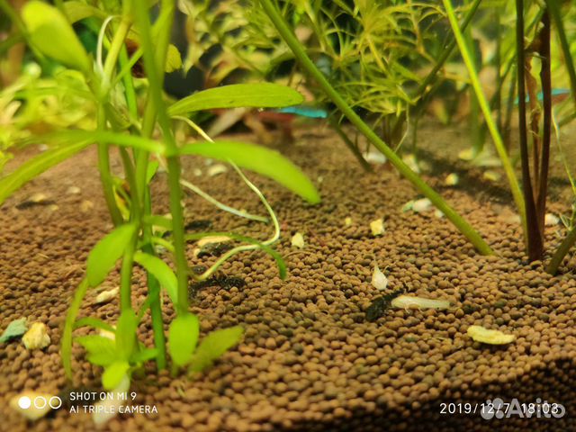 Мальки анцитруса