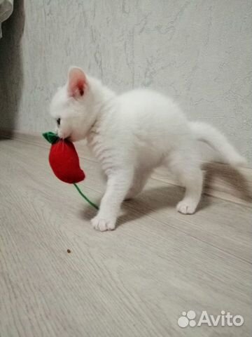 Котёнок