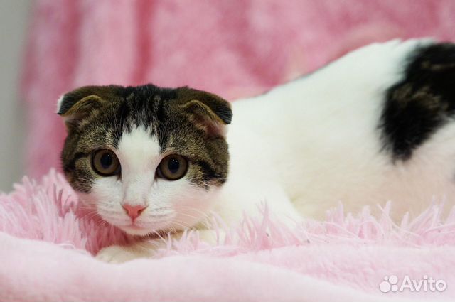 Котенок девочка 4 месяца (метис шотландца)