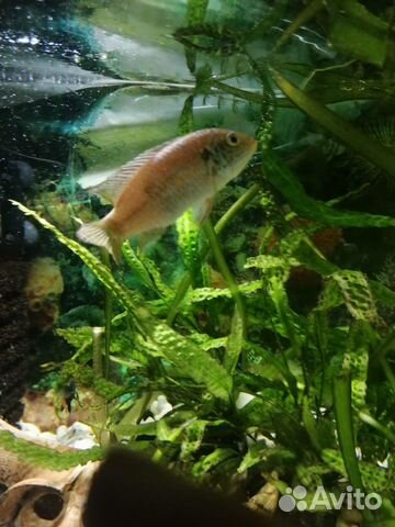 Аквариумная рыба