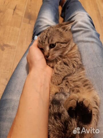 Друзей не покупают Котята ласковые 2, 3 мес мрамор