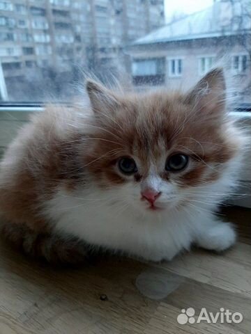 Отдам котёнка в хорошие руки