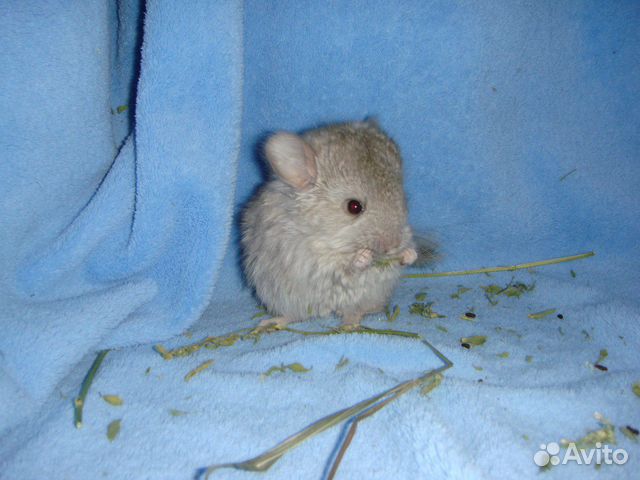 Пушистый друг шиншилла