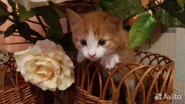 Котёнок