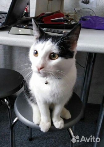 Котенок (кот) Кутузов хочет домой
