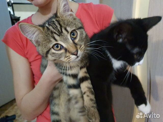 Котята мальчики