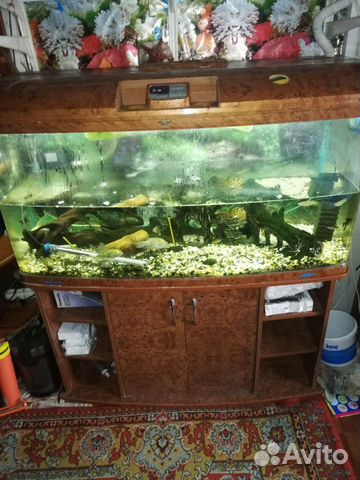 Аквариум