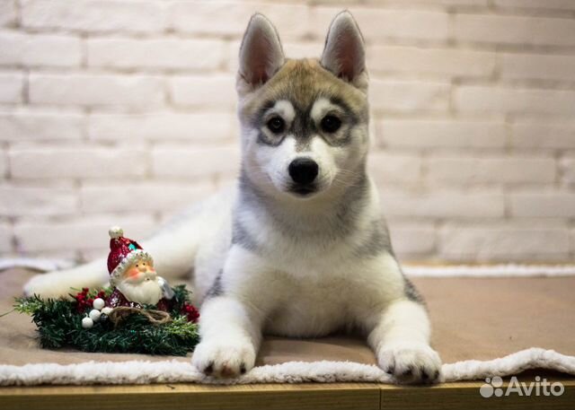 Супер детки Хаски из питомника