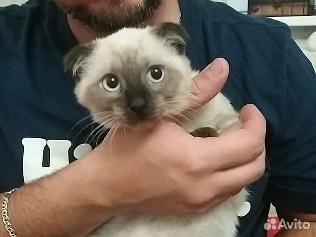 Котенок смешаной породы шотландской и сиамской