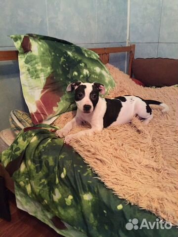 Шикарные щенки питбуля