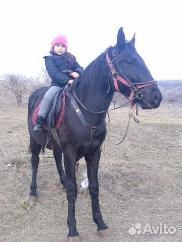 Жеребец