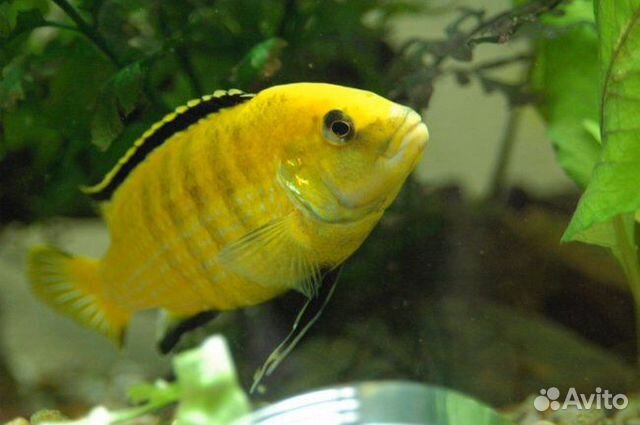 Цихлиды Еллоу