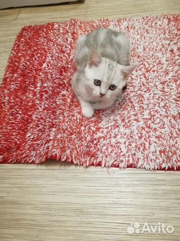 Продаю котёнка