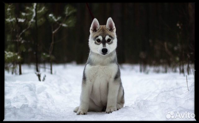 Щенки Хаски от питомника
