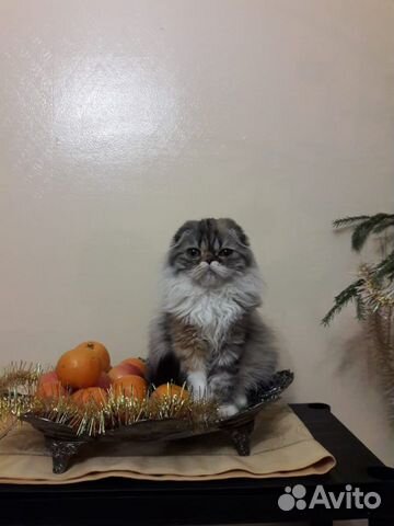 Элитные сестрички из питомника с документами