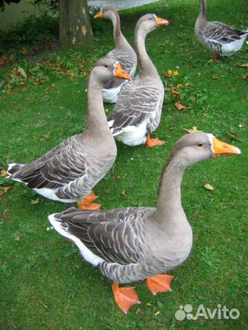 Домашние гуси