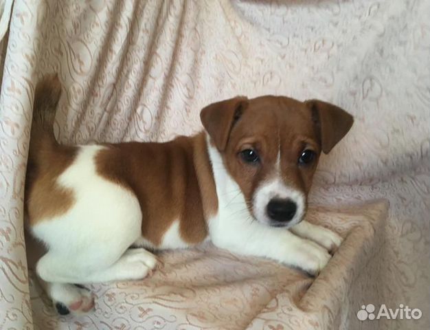 Клубные щенки джек рассел терьера