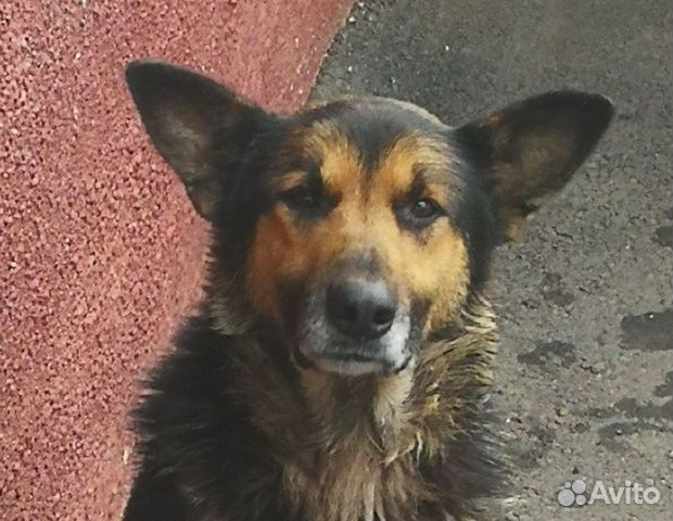 Собака умная в добрые руки