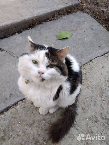 Кот ищет хозяина и дом