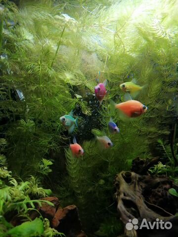 Отдам тернеций гло 7 штук в надёжные руки