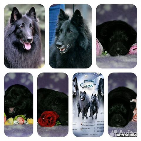 Щенки бельгийской овчарки грюнендаль