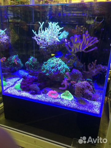 Морские аквариумы Рыбки Кораллы Оборудование