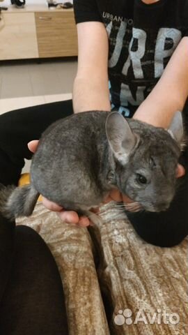 Шиншилла под ключ