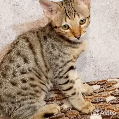 Мальчик Саванна ф6сбт.)
