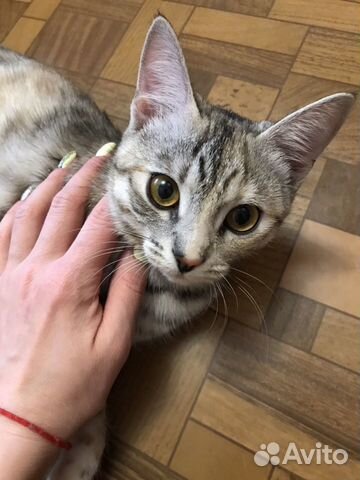 Котёнок-кошка 5 месяцев